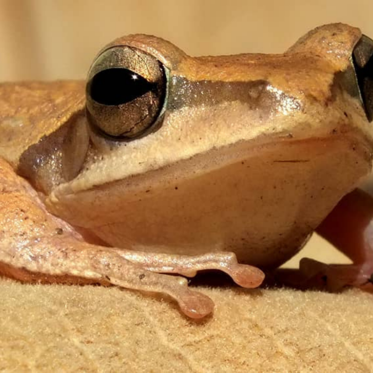 10 perfect tree house moments: The Machan Gallery – Award-winning eco ...