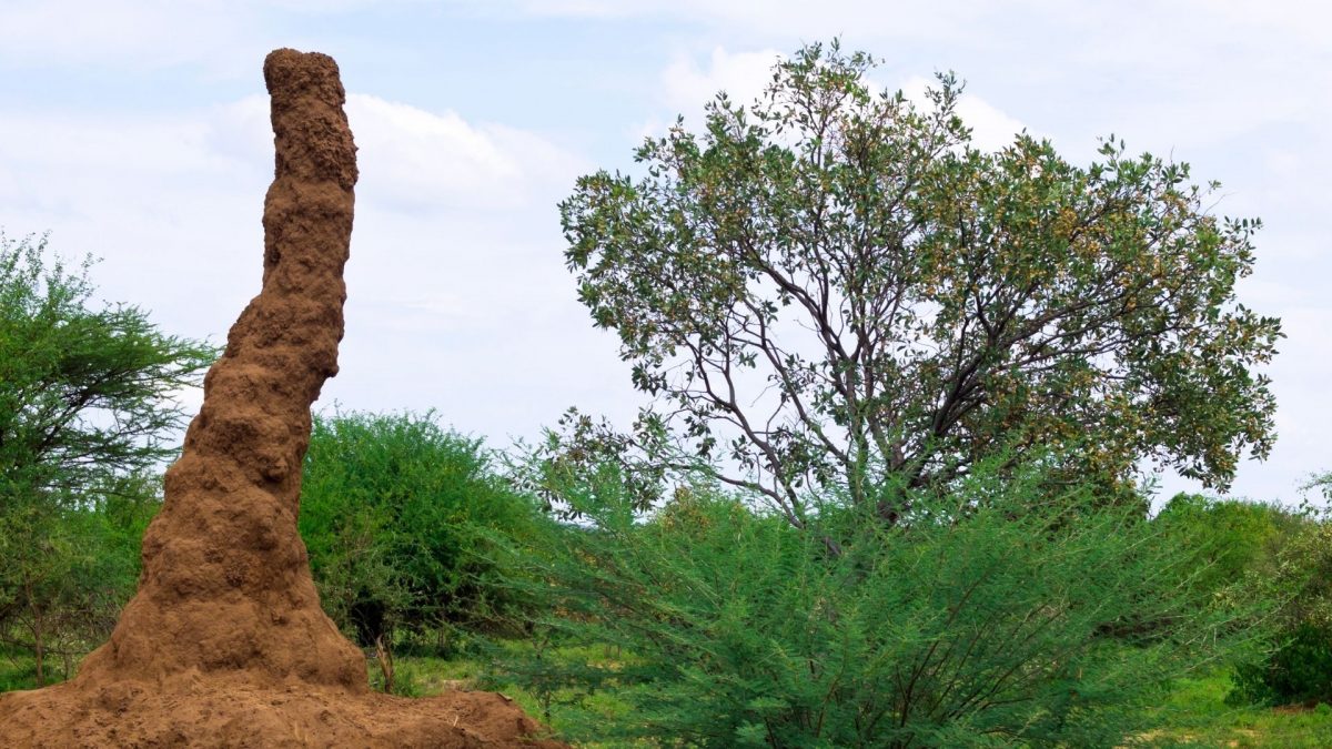 The Naturalist Diaries: Termite Mounds, Soldiers and the Queen ...