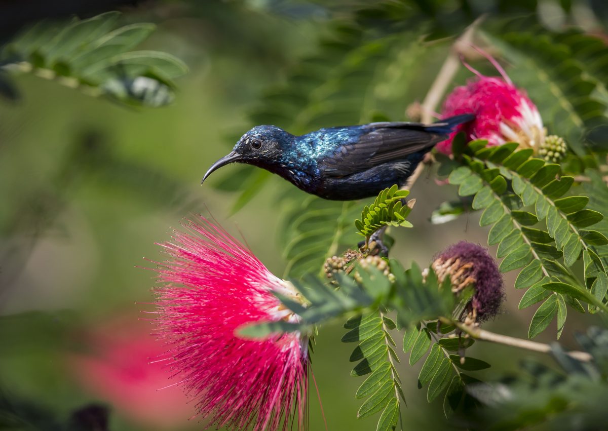 10 Animals to witness at The Machan in Lonavala – Award-winning eco ...
