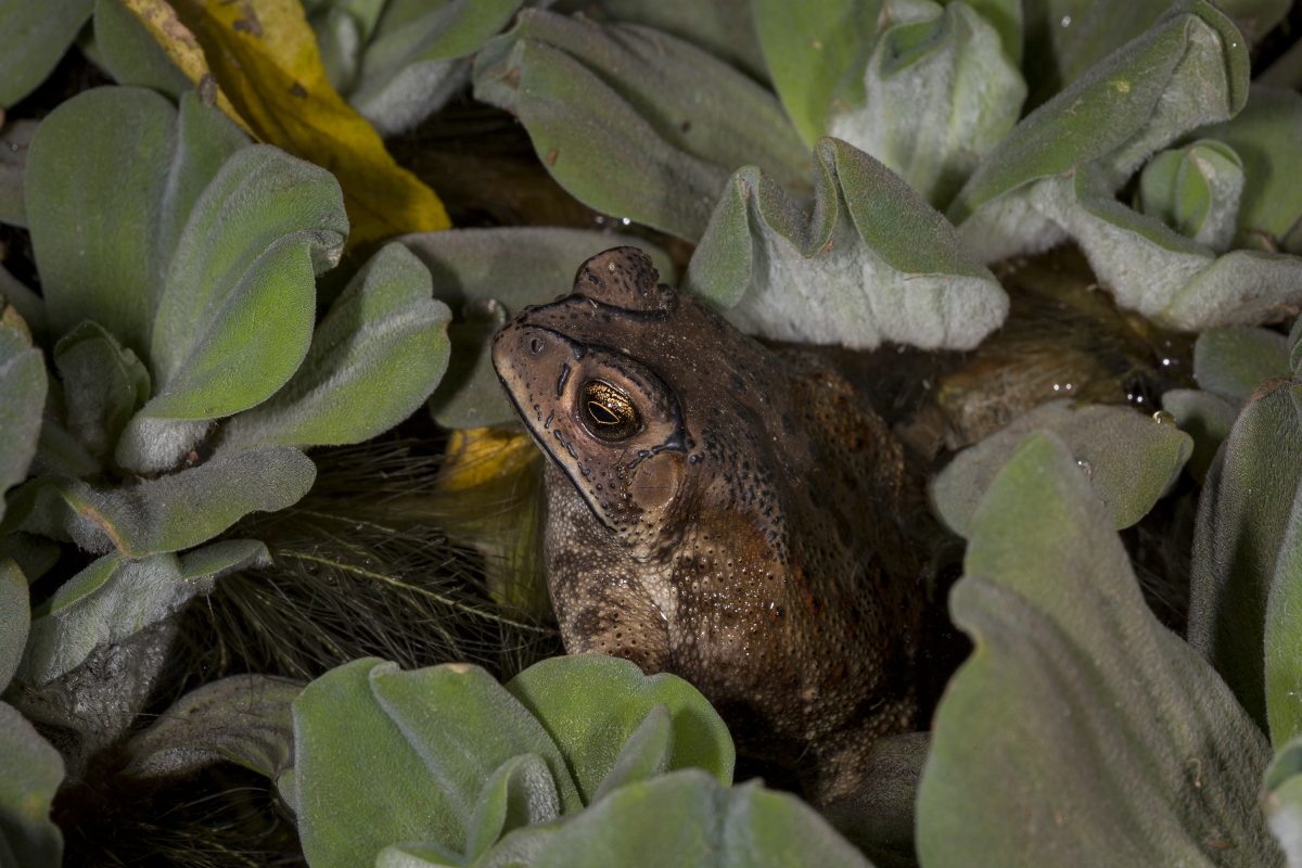 10 Animals to witness at The Machan in Lonavala – Award-winning eco ...