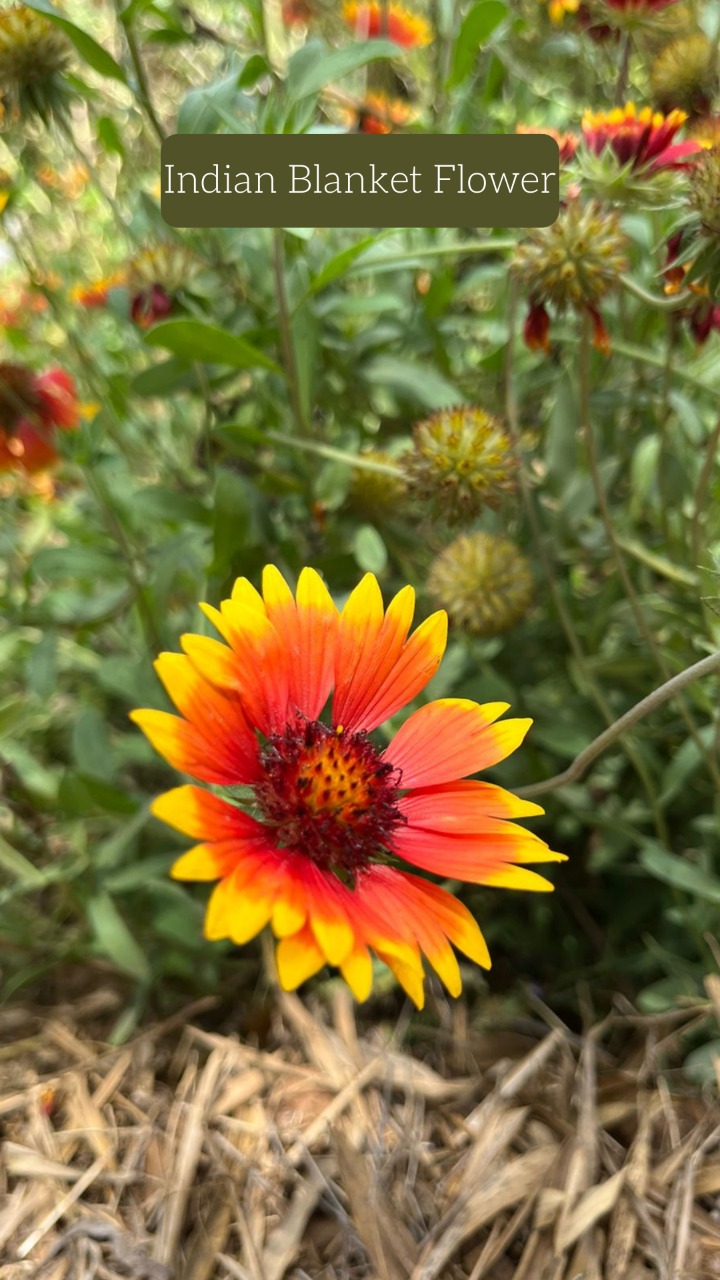 Flowers around The Machan – Award-winning eco-friendly resort in ...