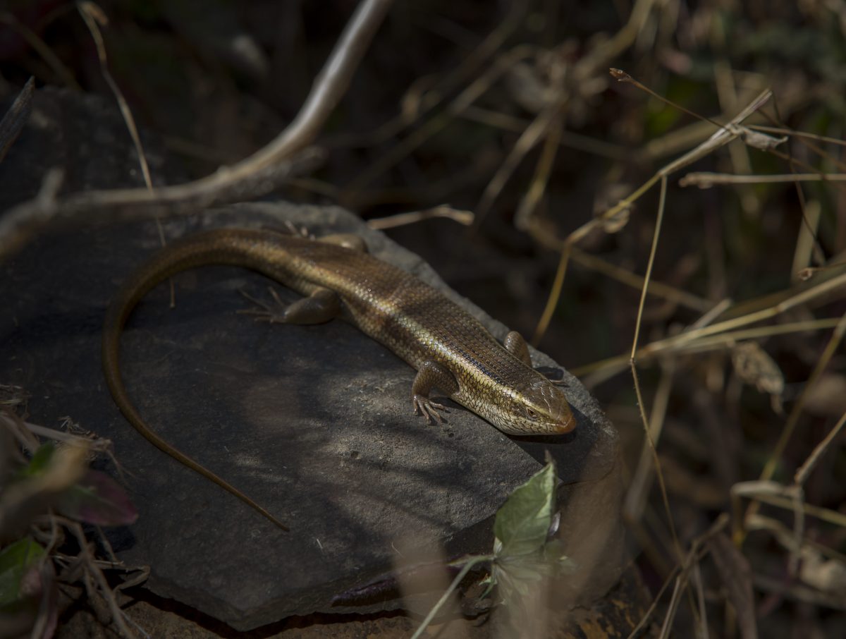 10 Animals to witness at The Machan in Lonavala – Award-winning eco ...
